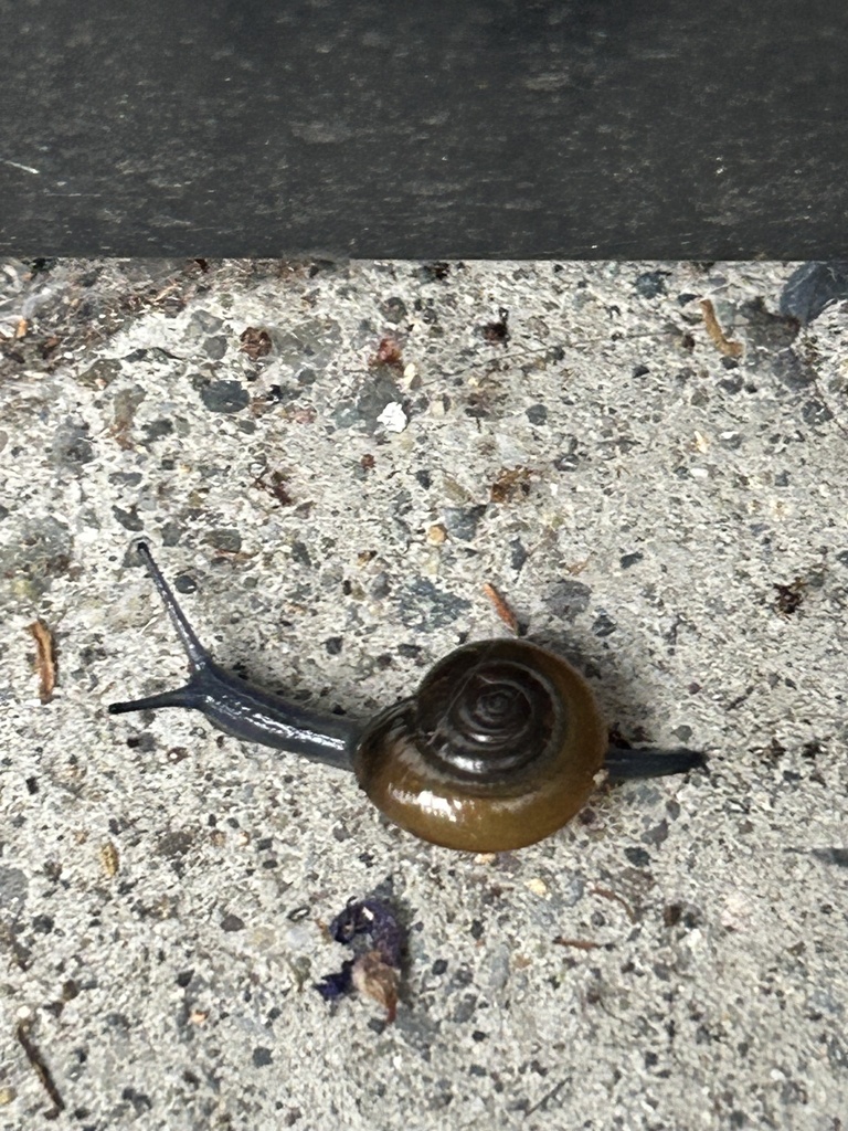 Draparnaud's Glass Snail from University of Washington, Seattle, WA, US ...