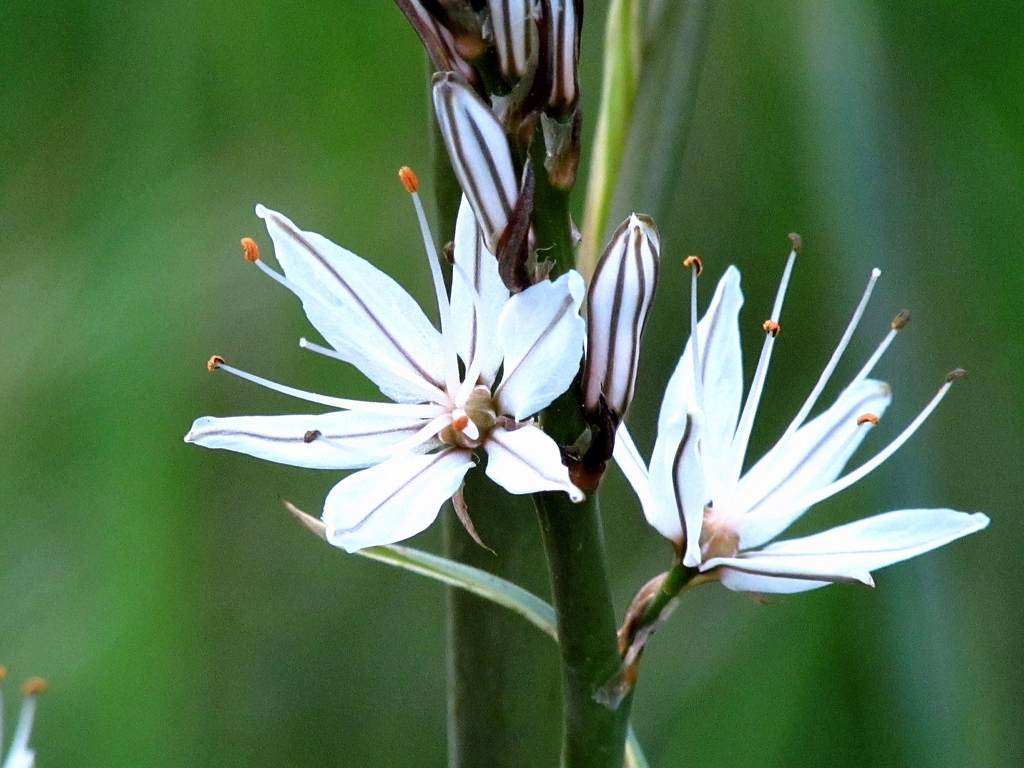 asphodels (Asphodelaceae) - Botanical Realm