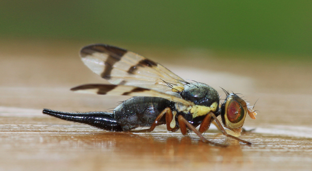 Bull Thistle Gall Fly (Insects of Casey, VIC, AU) · iNaturalist