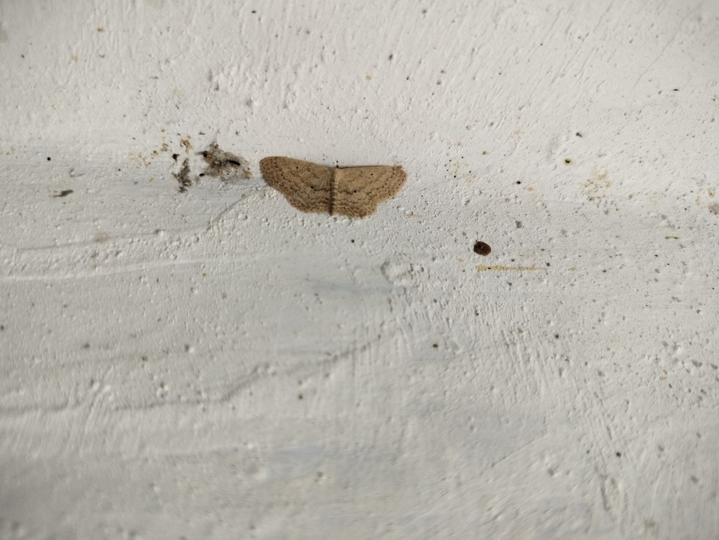 Scopula from Ajagara, Varanasi, Uttar Pradesh 221005, India on November ...