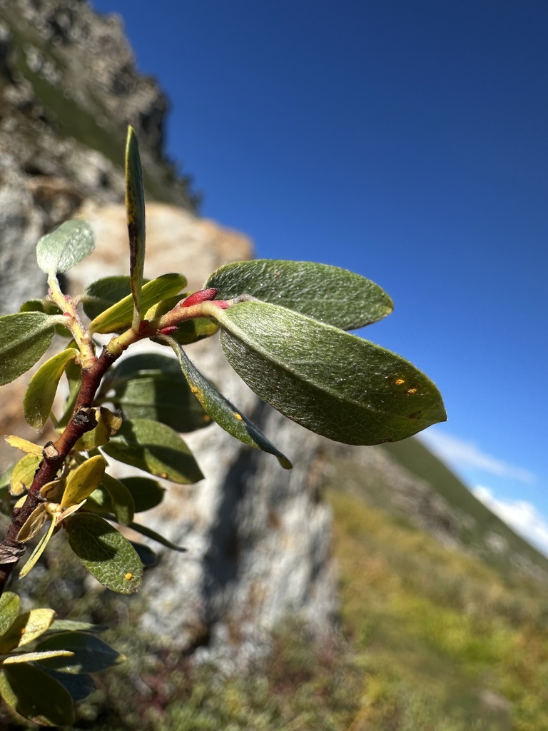 Salix wolfii idahoensis from Elko County, NV, USA on September 10, 2023 ...
