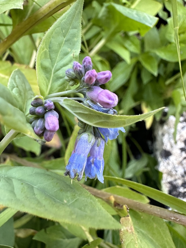 mountain bluebells from Elko County, NV, USA on September 10, 2023 at ...