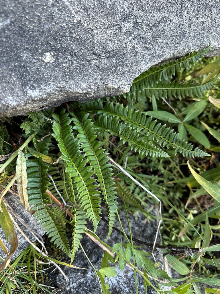 northern holly fern from Elko, Nevada, United States on September 10 ...
