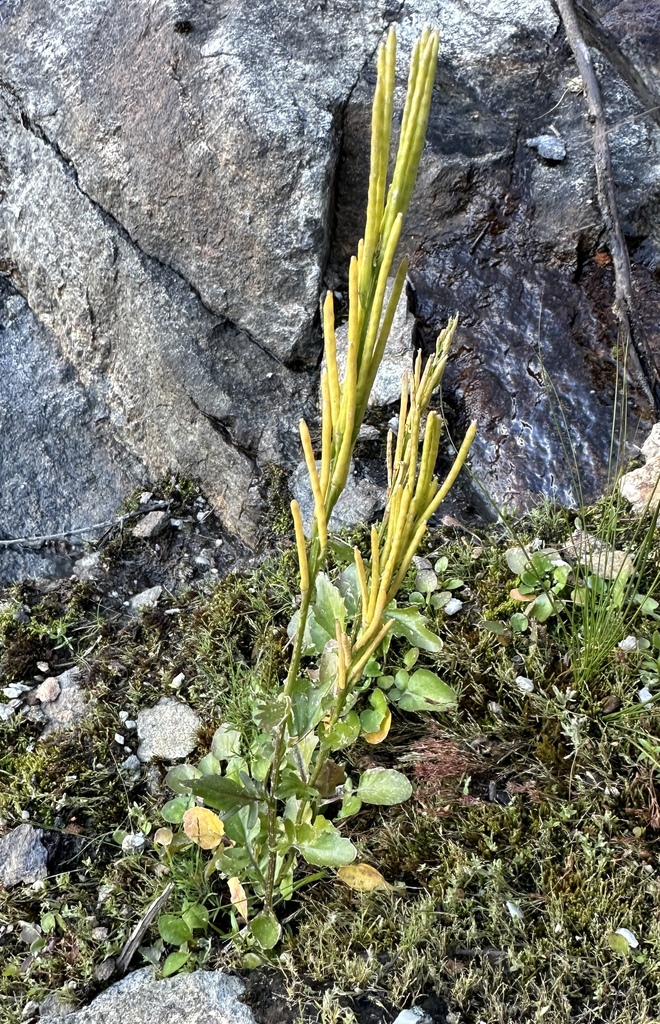 Bittercresses and Toothworts from Elko, Nevada, United States on ...