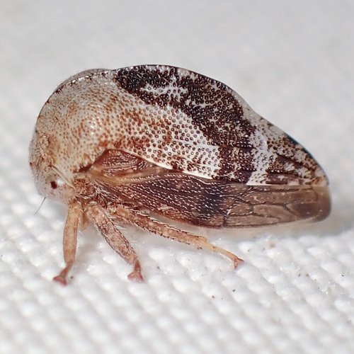 Telamonanthe rileyi · iNaturalist United Kingdom