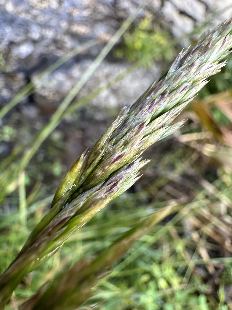 Wolf's trisetum from Elko County, NV, USA on September 10, 2023 at 05: ...