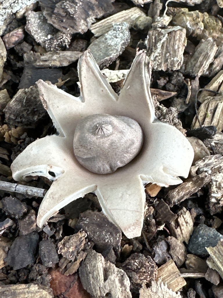 rounded earthstar from Bethesda, MD, US on September 28, 2023 at 10:59 ...