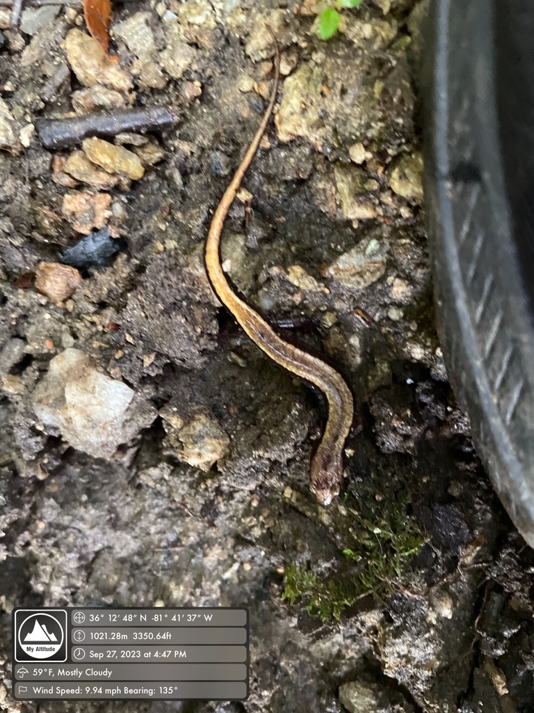 Blue Ridge Dusky Salamander in September 2023 by theriaultcb · iNaturalist