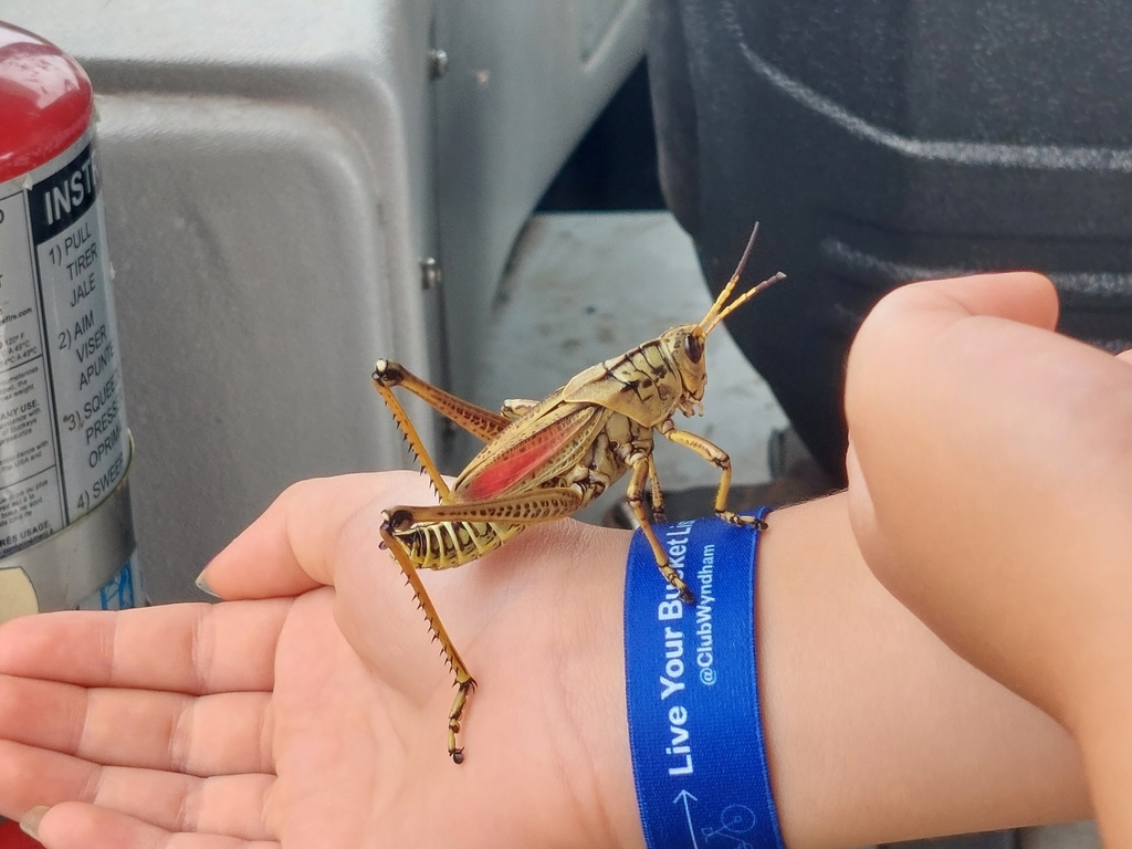 Eastern Lubber Grasshopper from Miami-Dade County, Everglades National ...