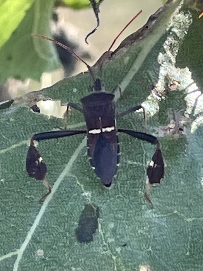 Eastern Leaf-footed Bug from County Road 4928, Trenton, TX, US on ...
