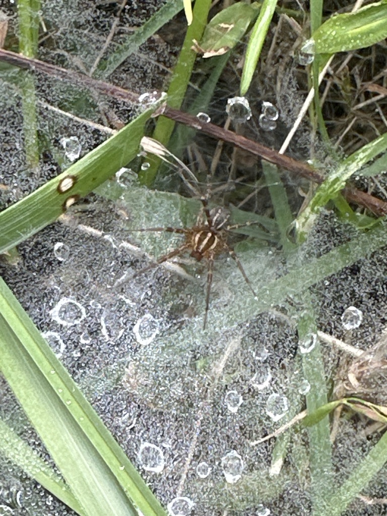 Grass Spiders from Bradley Blvd, Bethesda, MD, US on September 28, 2023 ...