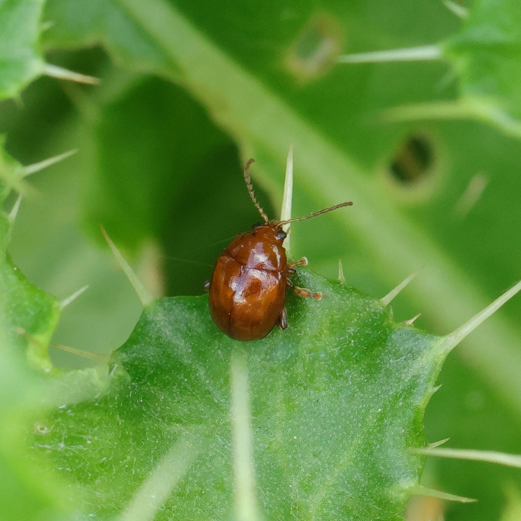 Sphaeroderma testaceum from Oudalle, France on September 28, 2023 at 06 ...