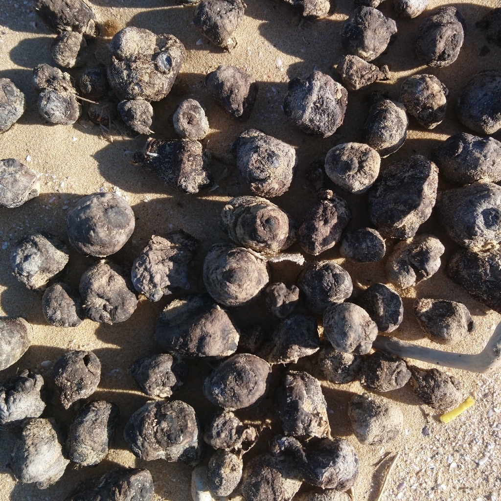 Red Bait from Cannon Rocks, South Africa on September 28, 2023 at 03:52 ...