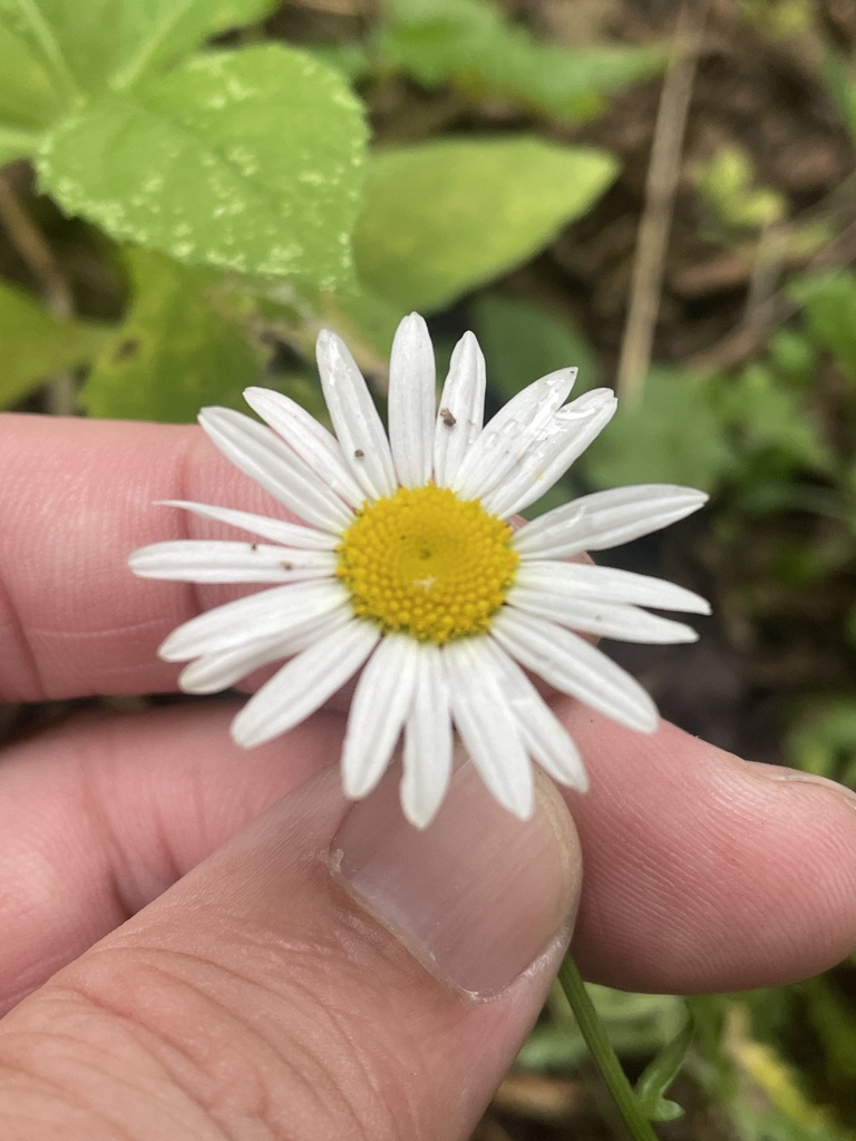 oxeye daisy from SR-694, Roanoke, VA, US on September 28, 2023 at 08:13 ...