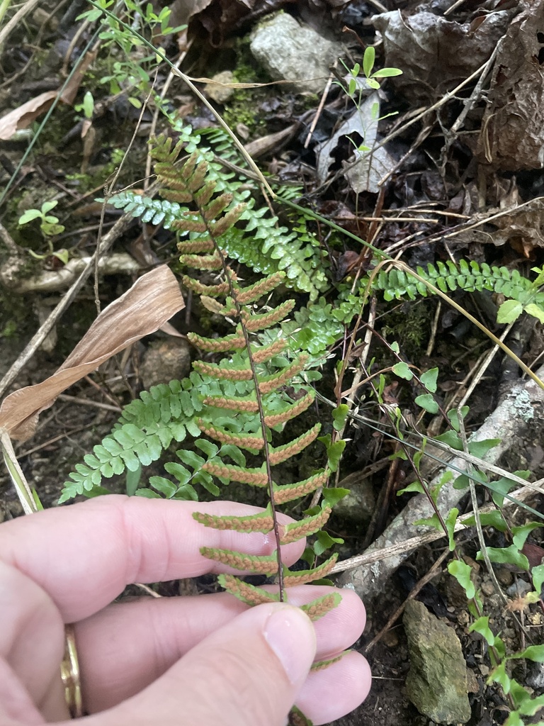 ebony spleenwort from SR-694, Roanoke, VA, US on September 28, 2023 at ...