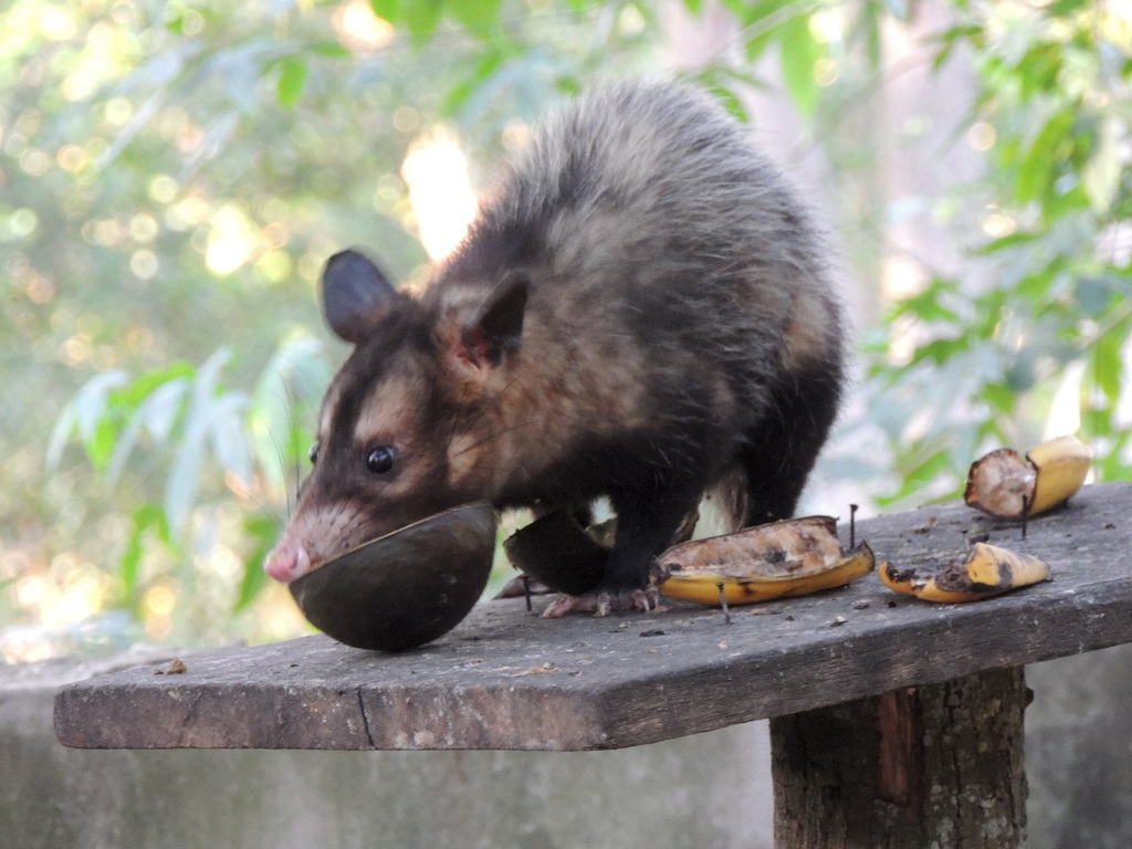 Big-eared Opossum from Pedreira, SP, 13920-000, Brasil on September 2 ...