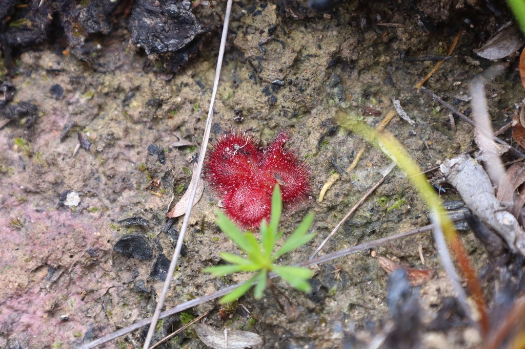Drosera collina from Stirling Range National Park WA 6338, Australia on ...