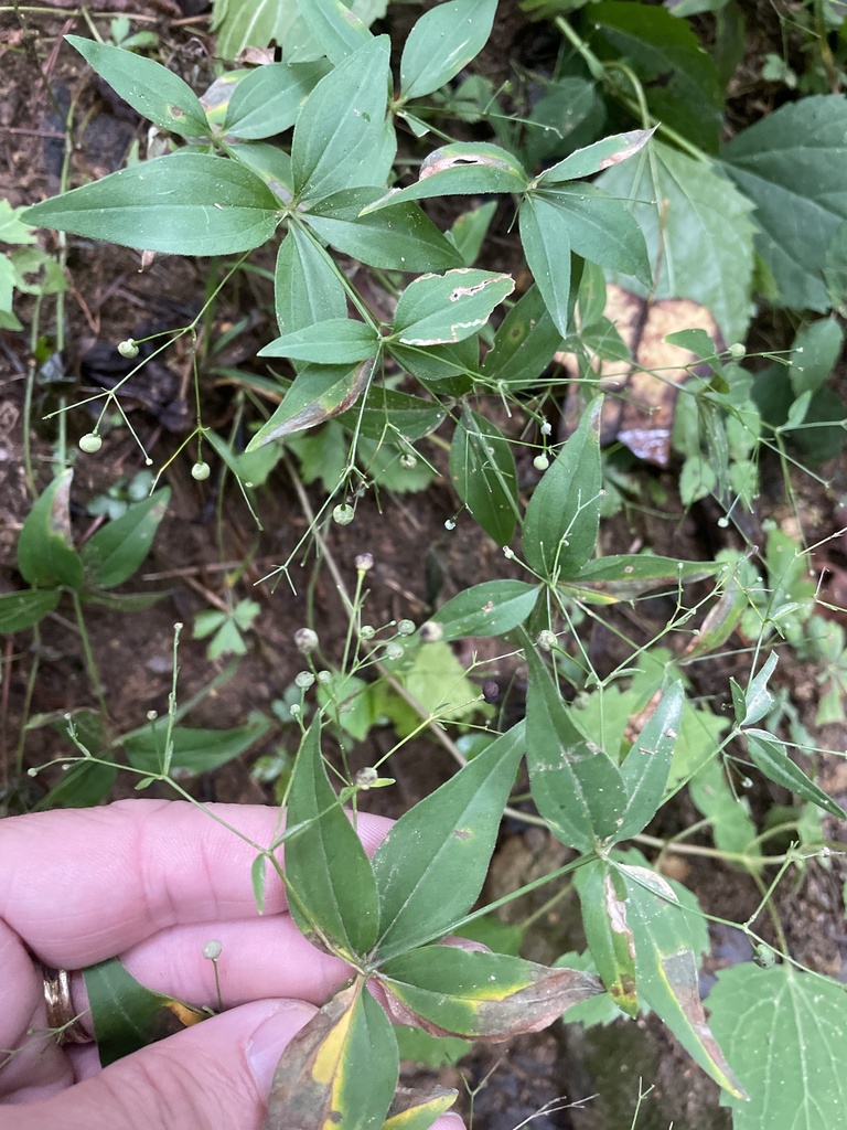 Purple Bedstraw from SR-694, Roanoke, VA, US on September 28, 2023 at ...