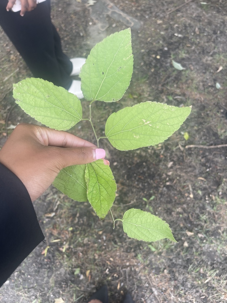 common hackberry from Hampton University, Hampton, VA, US on September ...