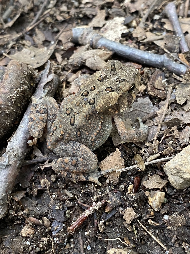 American Toad from Boonton, NJ, US on September 28, 2023 at 10:09 AM by ...