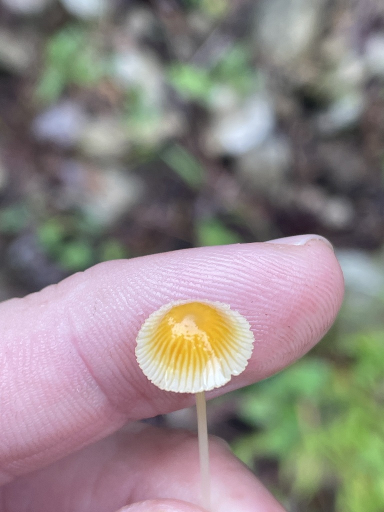 Walnut Mycena from SR-694, Roanoke, VA, US on September 28, 2023 at 09: ...