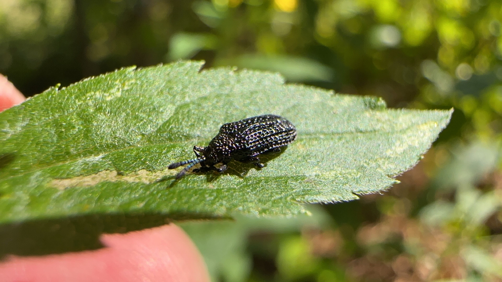 Tortoise and Hispine Beetles in September 2023 by The Insect Arena ...