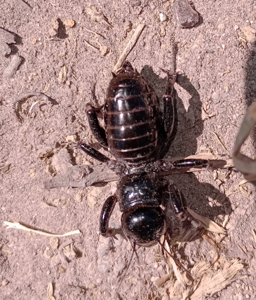 Central and South American Jerusalem Crickets from Hogares Marla, 55030 ...