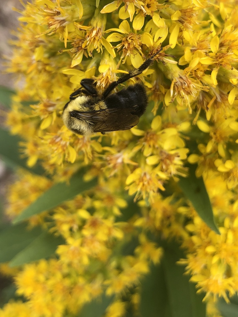 Common Eastern Bumble Bee from Old Lewisburg Hwy, Columbia, TN, US on ...