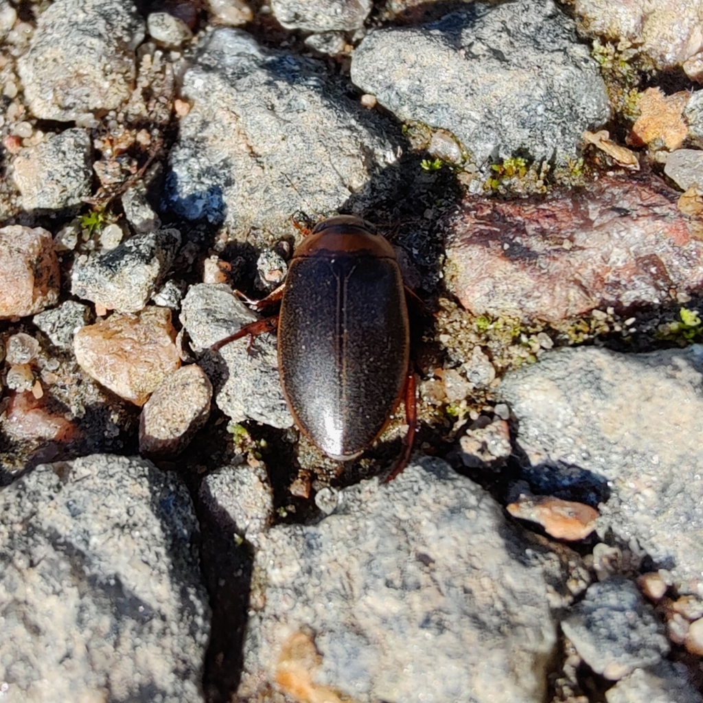 Rhantus from 27710 Säkylä, Suomi on September 28, 2023 at 12:59 PM by ...