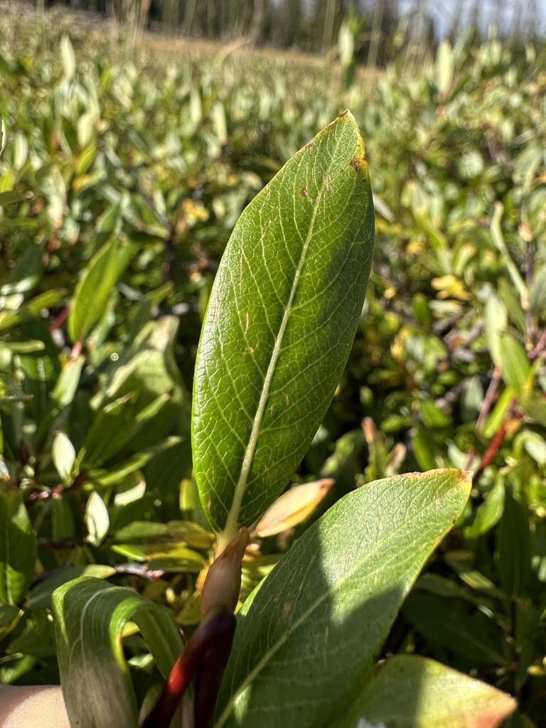 tea-leafed willow from Summit County, UT, USA on September 12, 2023 at ...