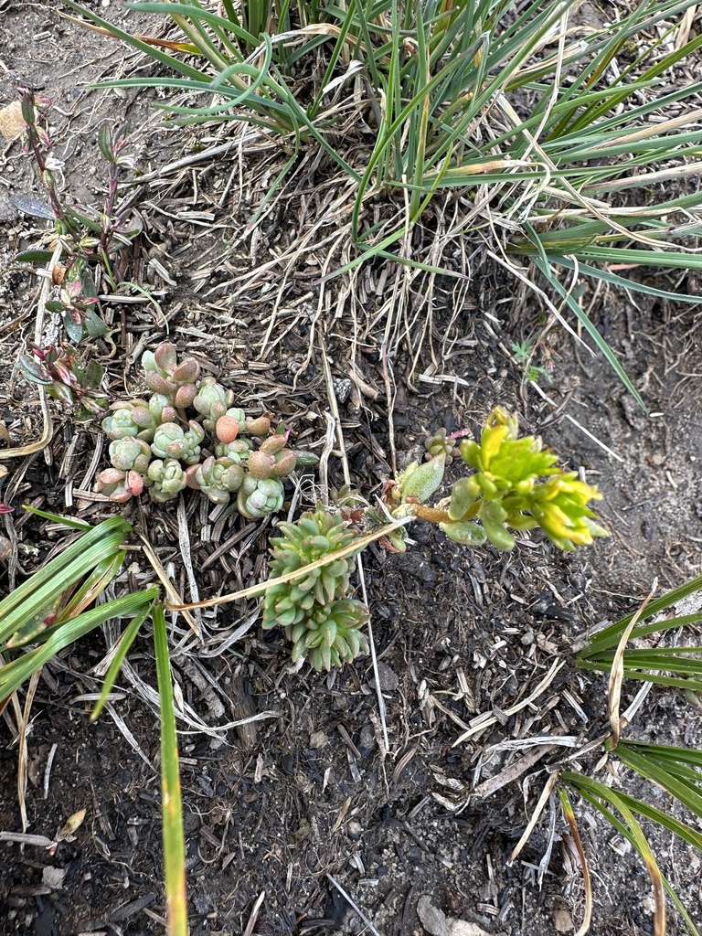 Orpine Stonecrop from Summit County, UT, USA on September 12, 2023 at ...