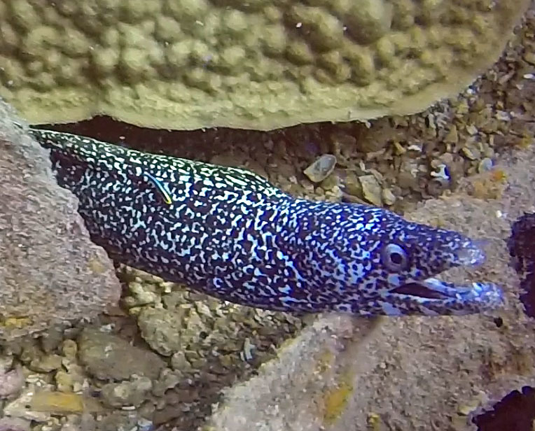 Spotted Moray from Saint Paul Charlestown, KN on February 22, 2018 at ...