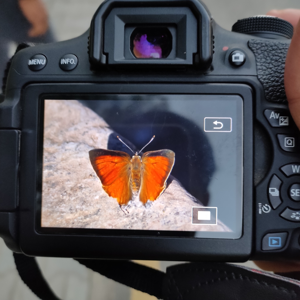 Common Red Flash from Teja Ka Was, Rajasthan 313708, India on December ...
