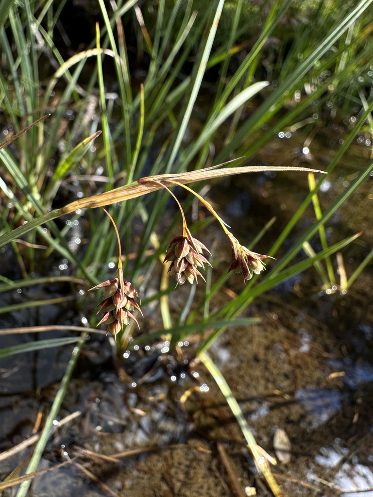 boreal bog sedge from Duchesne, Utah, United States on September 12 ...