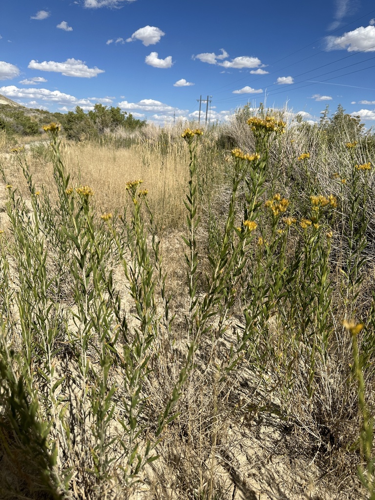 spearleaf rabbitbrush from Sweetwater, Wyoming, United States on ...