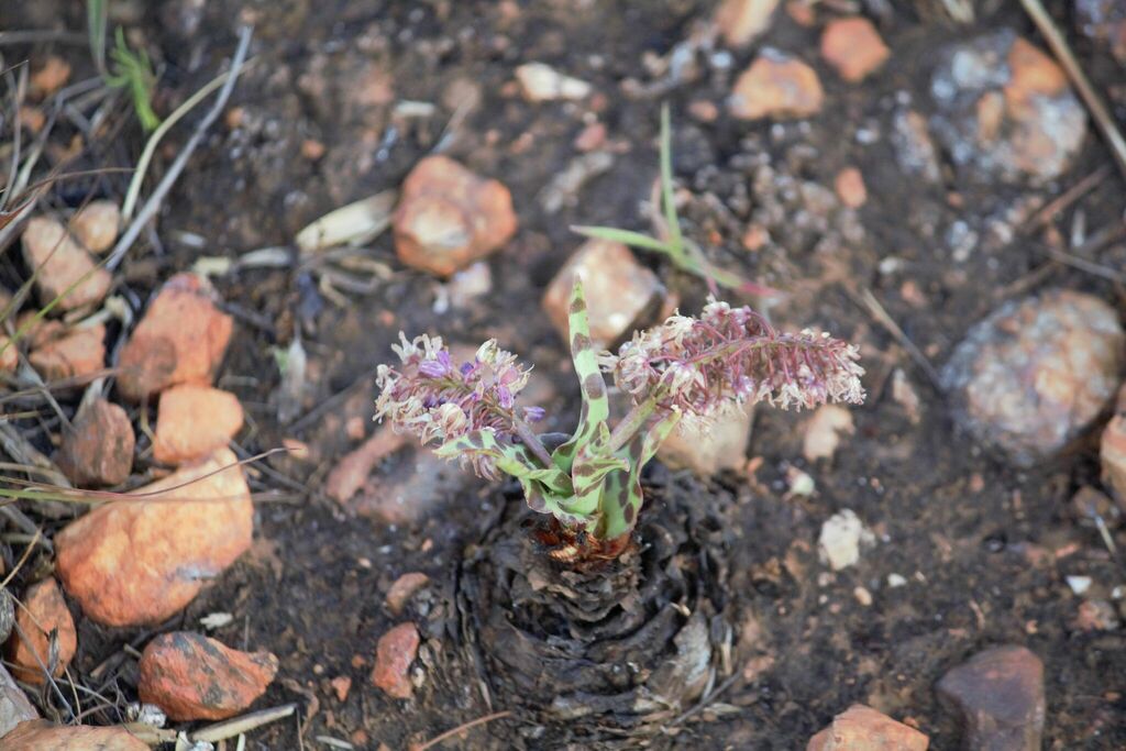 wild African hyacinth from Carletonville, 2499, South Africa on ...