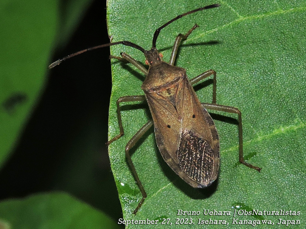 Homoeocerus unipunctatus from Sannomiya, Isehara, Kanagawa 259-1103 ...