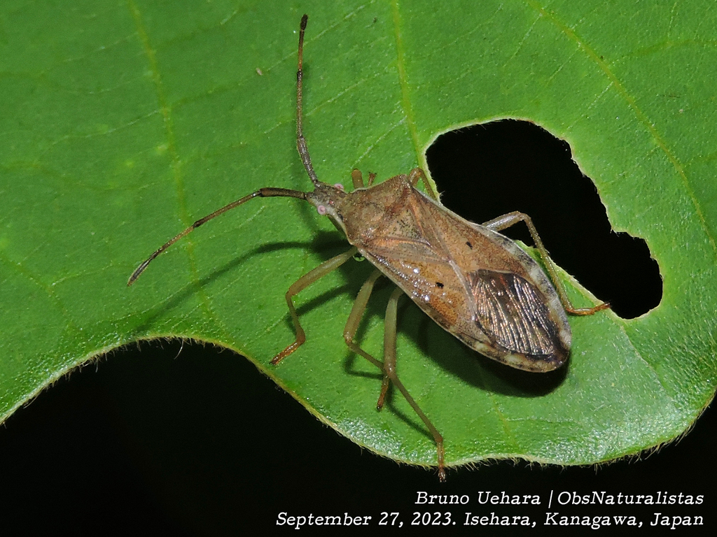 Homoeocerus unipunctatus from Sannomiya, Isehara, Kanagawa 259-1103 ...