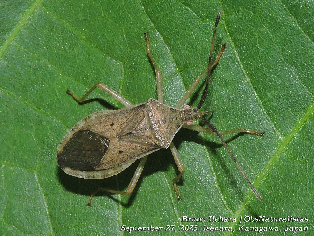Homoeocerus unipunctatus from Sannomiya, Isehara, Kanagawa 259-1103 ...