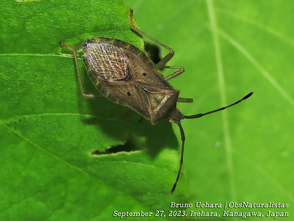 Homoeocerus unipunctatus from Sannomiya, Isehara, Kanagawa 259-1103 ...