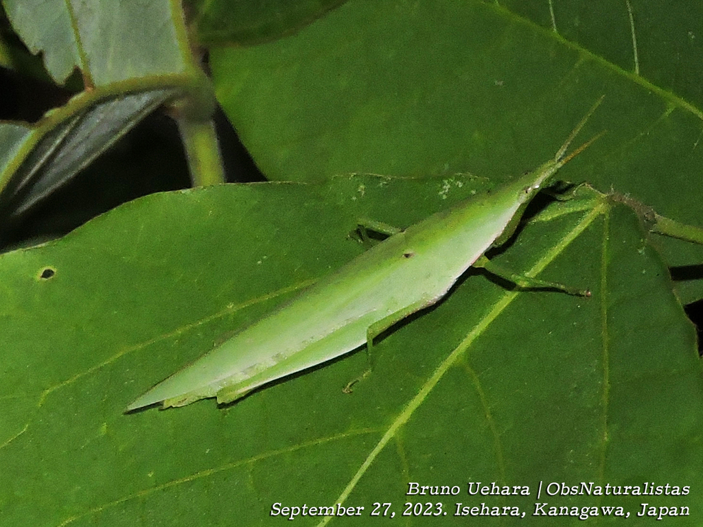 Atractomorpha lata from Sannomiya, Isehara, Kanagawa 259-1103, Japão on ...