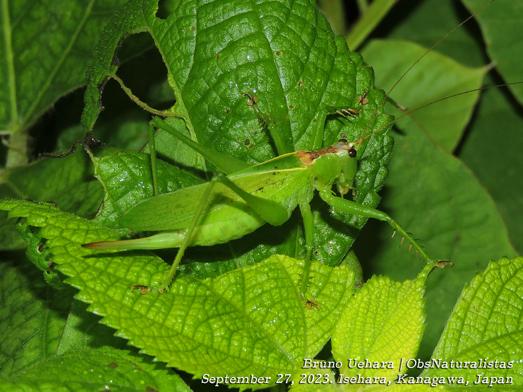 Hexacentrus from Sannomiya, Isehara, Kanagawa 259-1103, Japão on ...