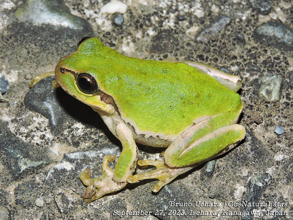 Japanese Tree Frog from Sannomiya, Isehara, Kanagawa 259-1103, Japão on ...