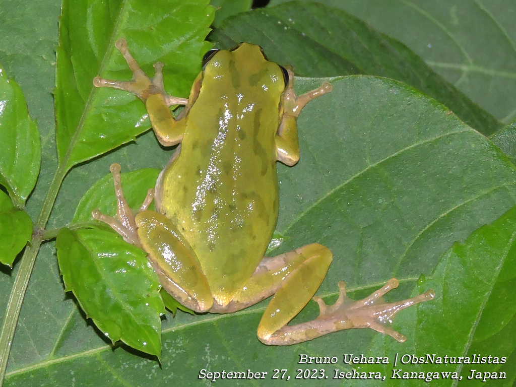 Japanese Tree Frog from Koyasu, Isehara, Kanagawa 259-1102, Japão on ...