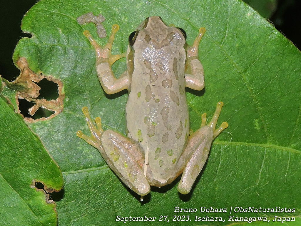 Japanese Tree Frog from Sannomiya, Isehara, Kanagawa 259-1103, Japão on ...