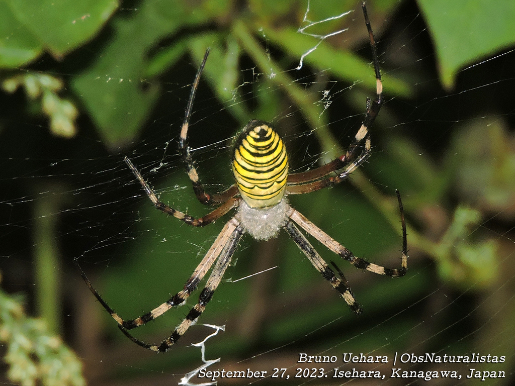 Wasp Spider from Koyasu, Isehara, Kanagawa 259-1102, Japão on September ...