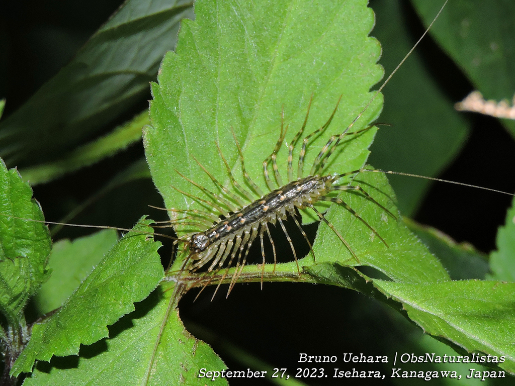 Japanese House Centipede from Sannomiya, Isehara, Kanagawa 259-1103 ...