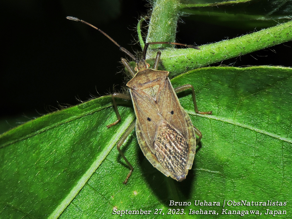 Homoeocerus unipunctatus from Sannomiya, Isehara, Kanagawa 259-1103 ...