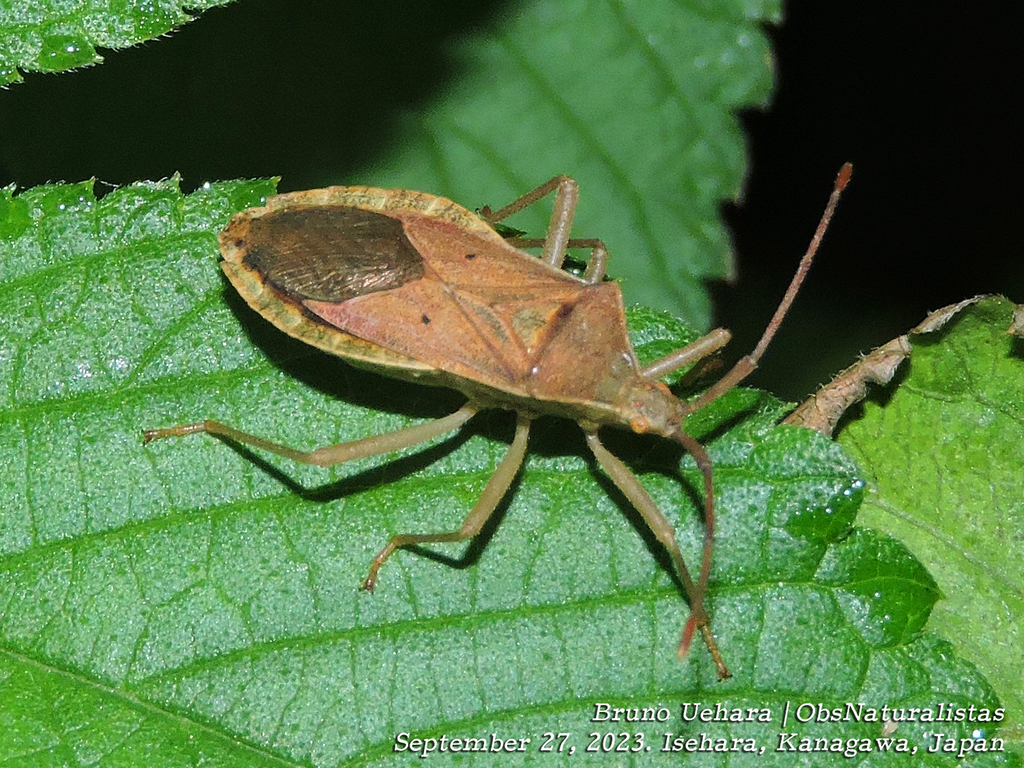 Homoeocerus unipunctatus from Sannomiya, Isehara, Kanagawa 259-1103 ...