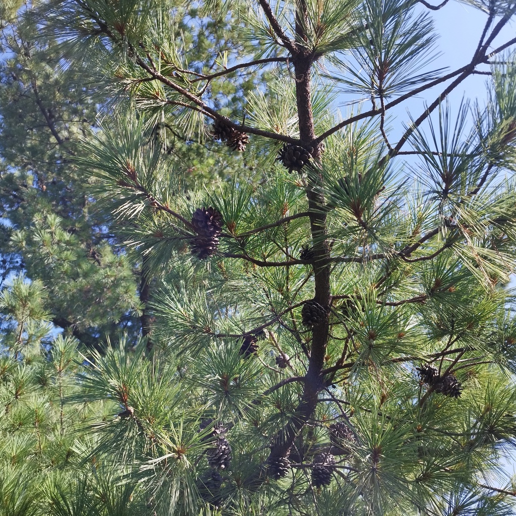 Pinus leiophylla leiophylla from Tianguismanalco, Pue., México on ...
